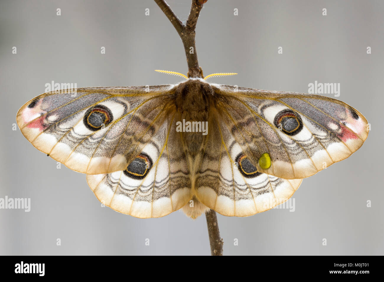 Saturniidae Moth Stock Photos & Saturniidae Moth Stock Images - Alamy