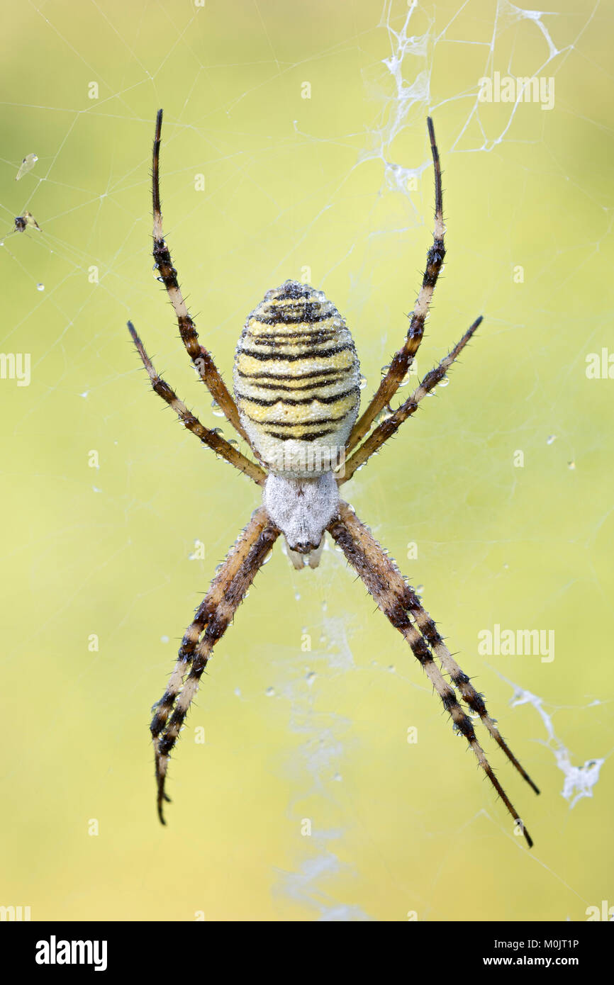 Wasp spider (Argiope bruennichi), Littlewood-Ranch, Limbach, Burgenland ...