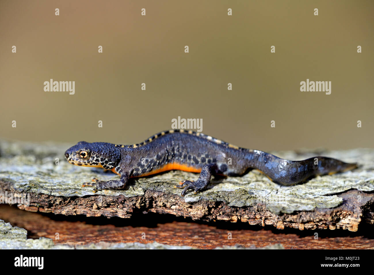 Ichthyosaura alpestris hi-res stock photography and images - Alamy