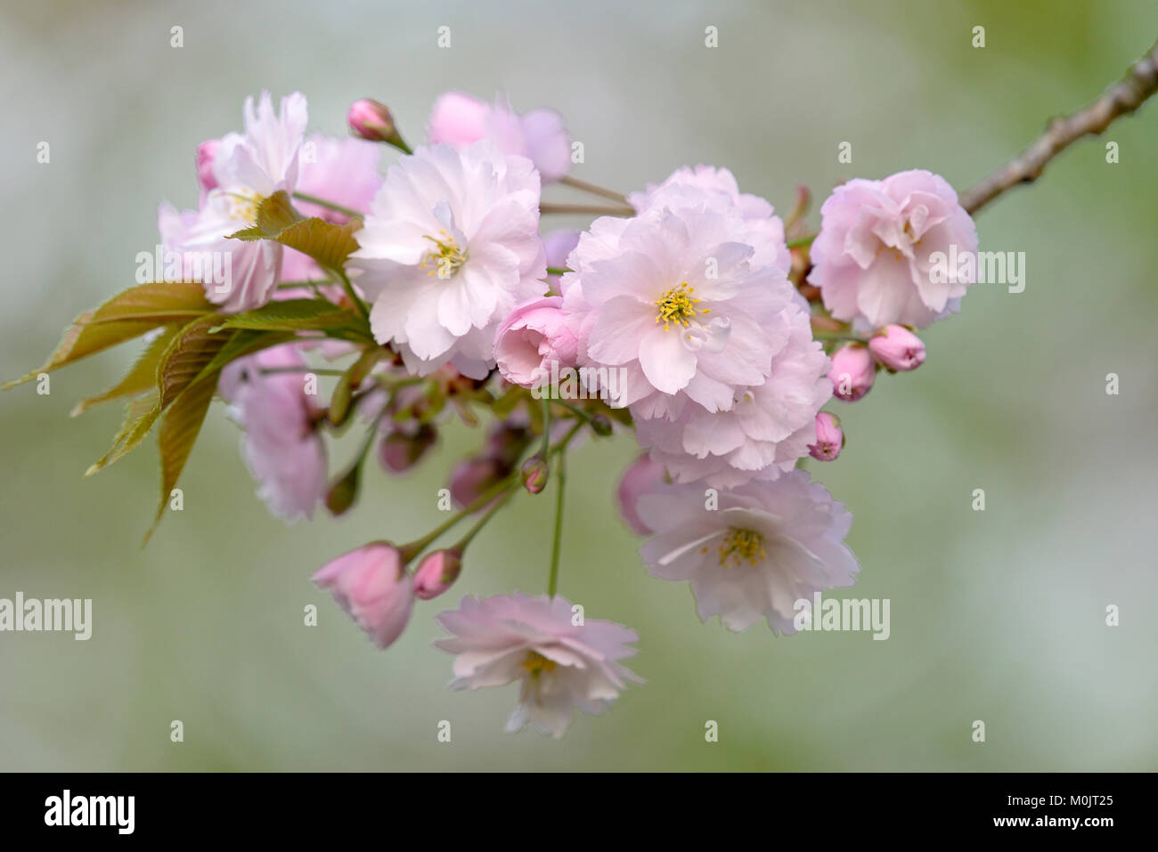 Prunus sp twig hi-res stock photography and images - Alamy