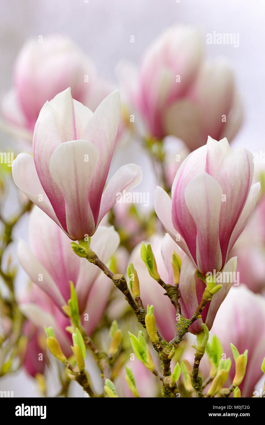 Chinese Magnolia (Magnolia × soulangeana), twigs with flowers, North ...