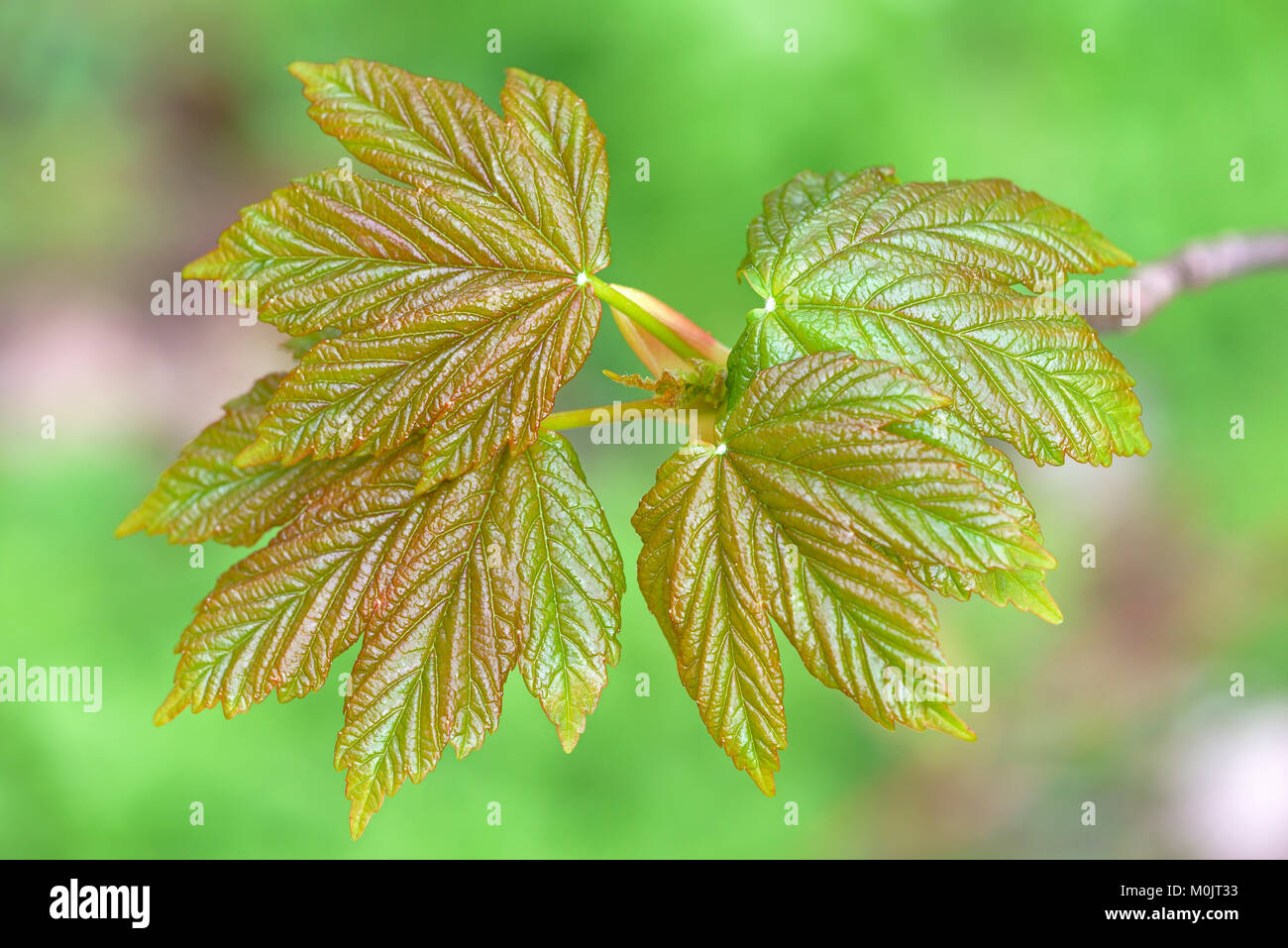 Maple (Acer), leaves, twig with leaf shoots, North Rhine-Westphalia ...