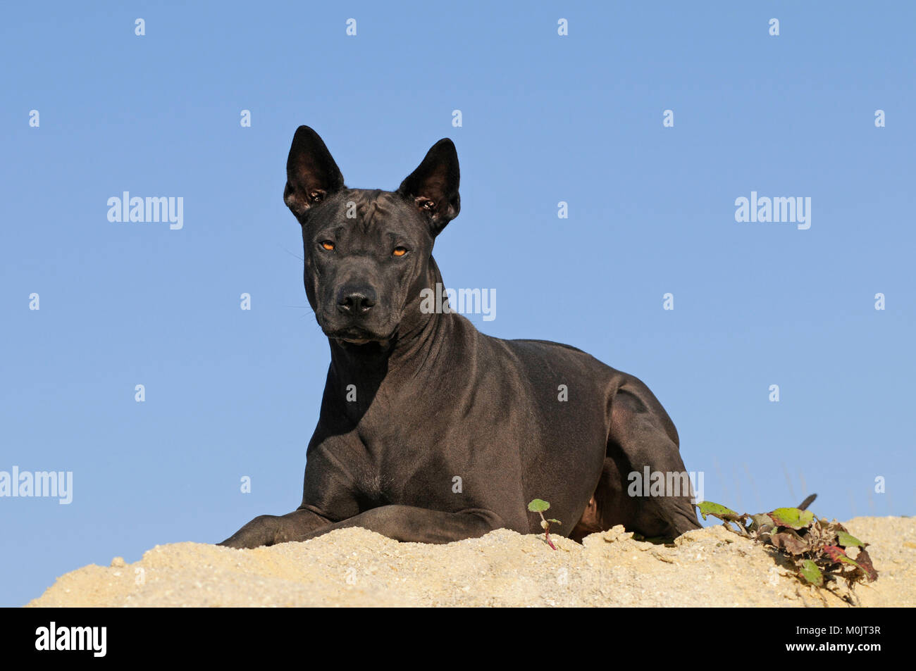 Thai Ridgeback, black, female, lying Stock Photo - Alamy