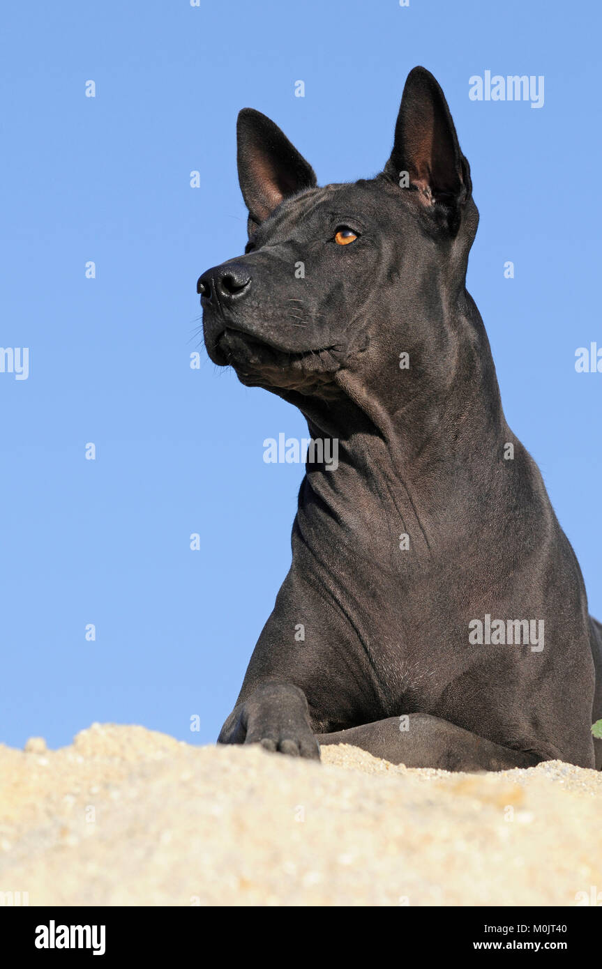 Thai Ridgeback, black, female, portrait Stock Photo - Alamy