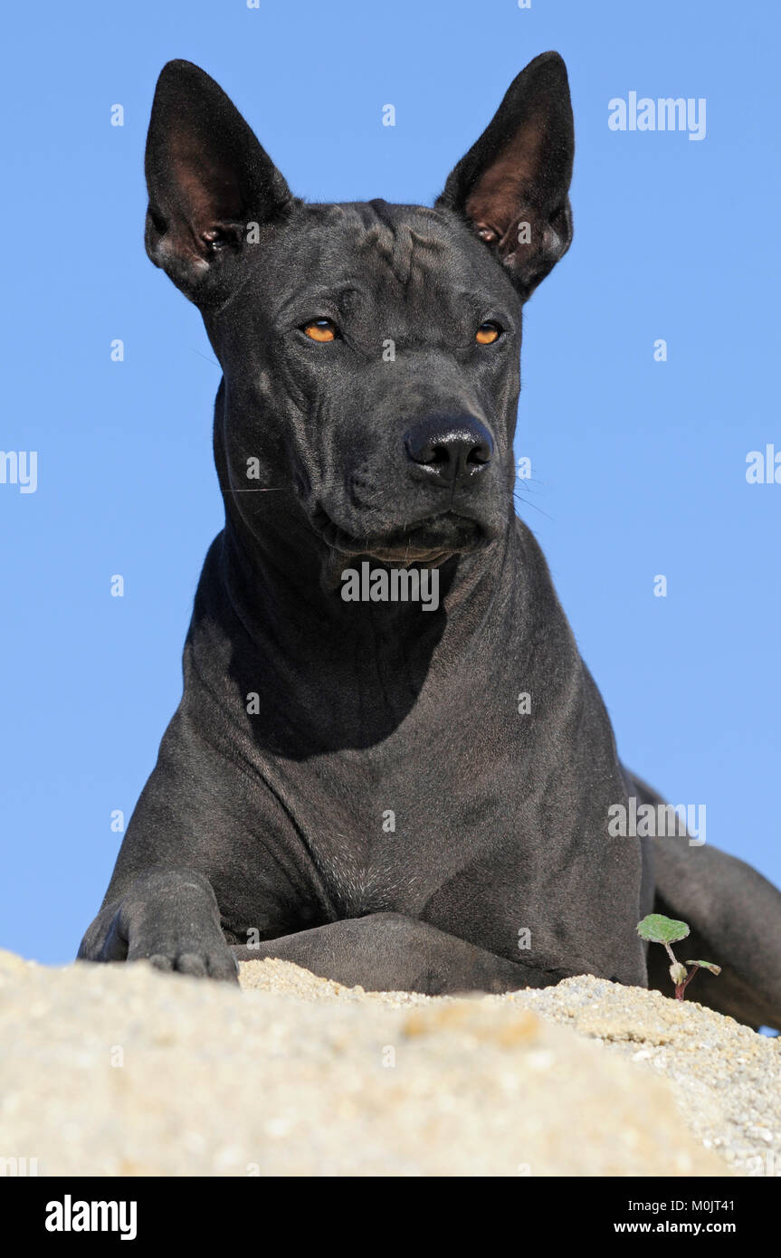 Thai Ridgeback, black, female, portrait Stock Photo - Alamy