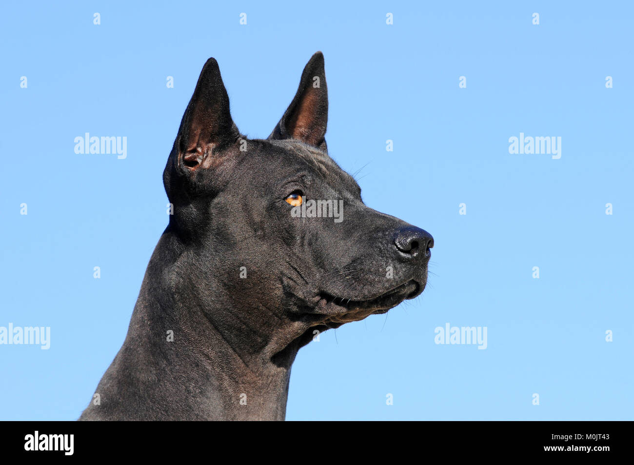 Thai Ridgeback, black, female, portrait Stock Photo - Alamy