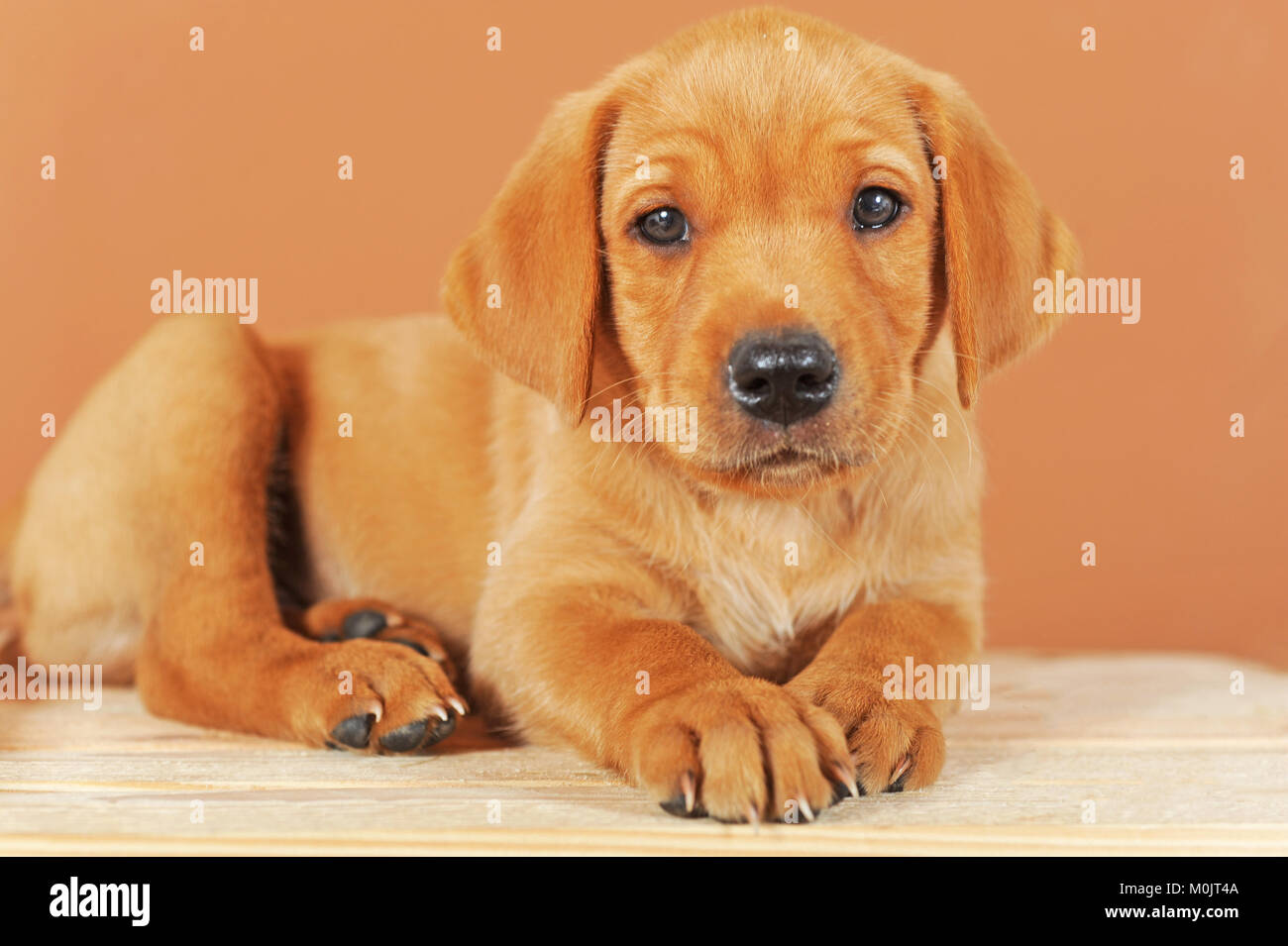 Old retriever hi-res stock photography and images - Alamy
