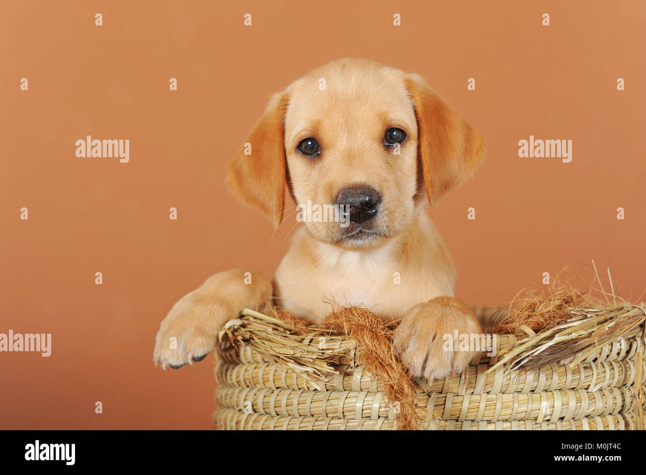 Labrador Retriever, yellow, puppy 7 weeks old, sitting in bast basket ...