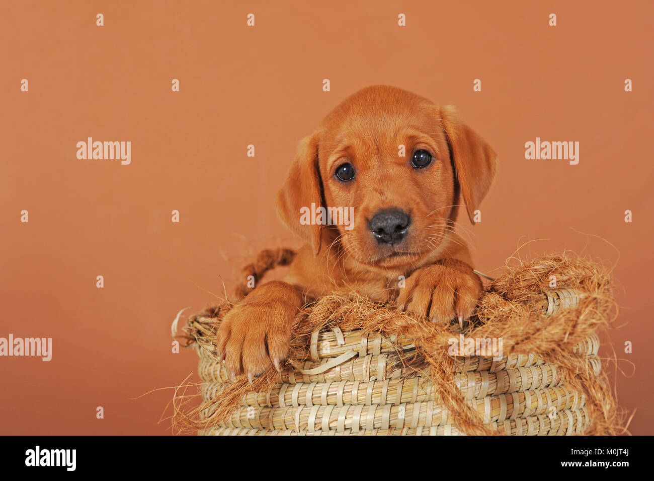 Labrador Retriever, yellow, puppy 7 weeks old, sitting in bast basket ...