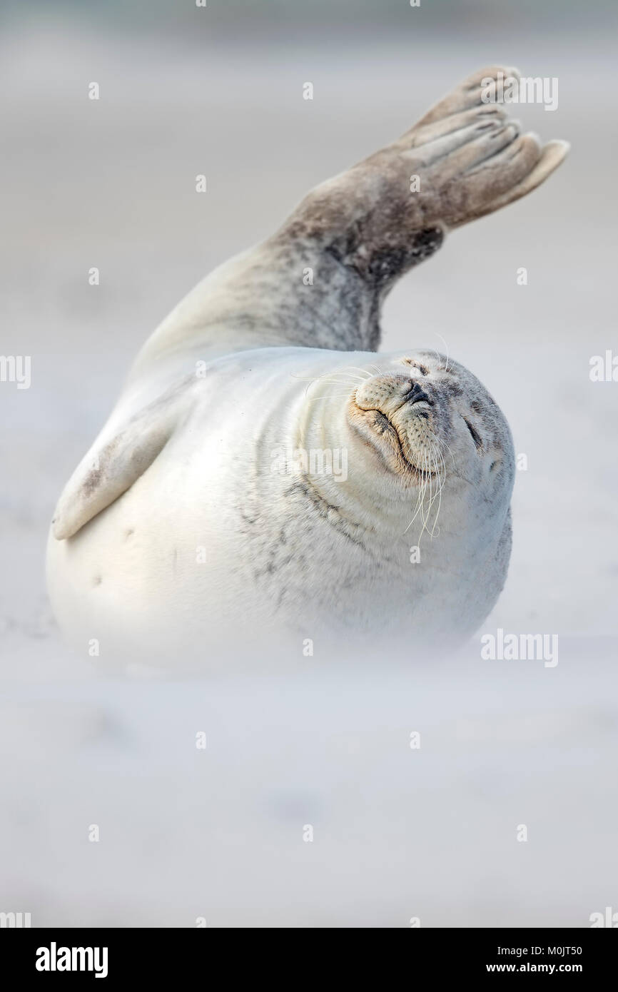 Tail raised hi-res stock photography and images - Alamy