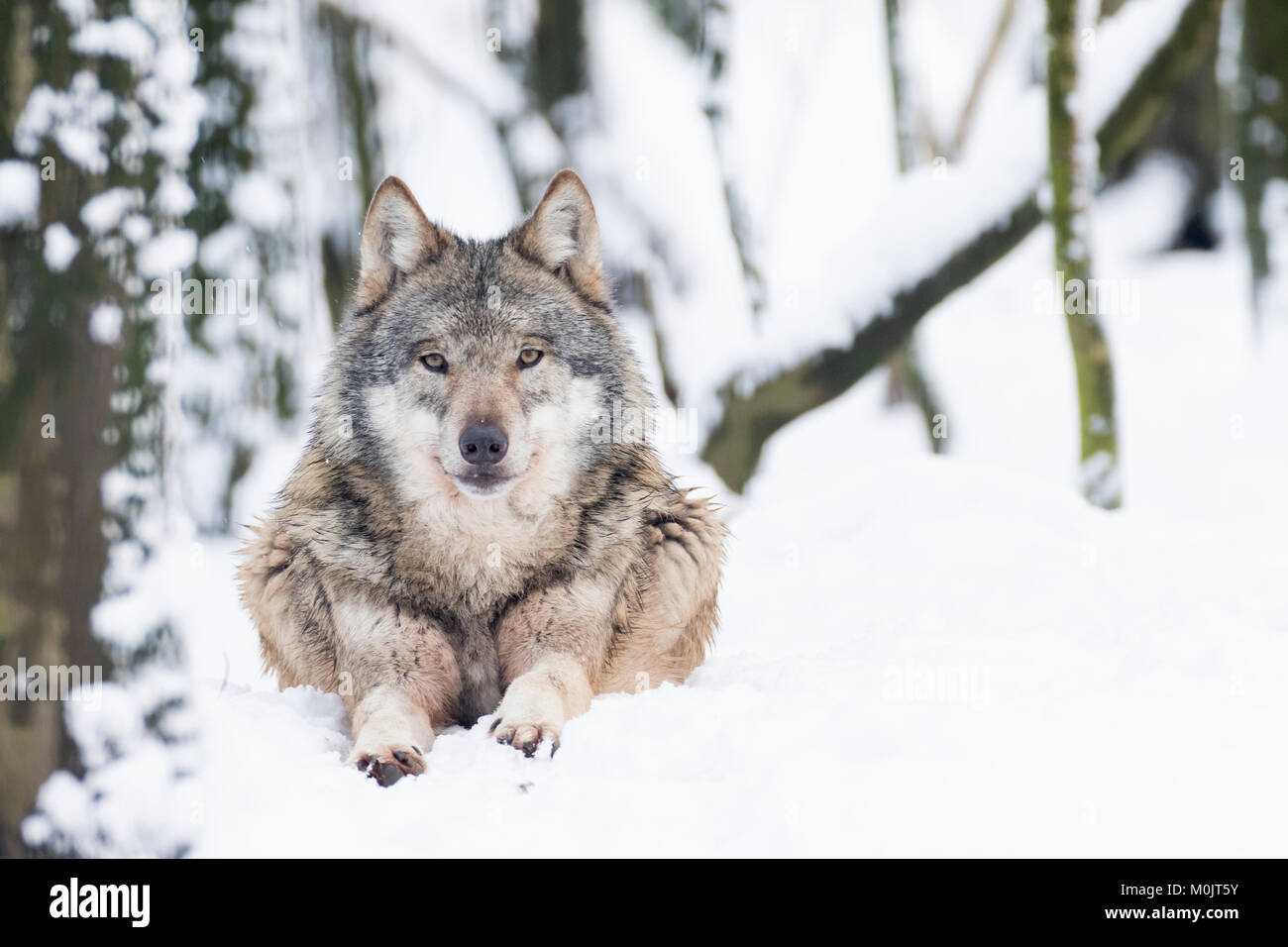 Wolf In Snow High Resolution Stock Photography and Images - Alamy