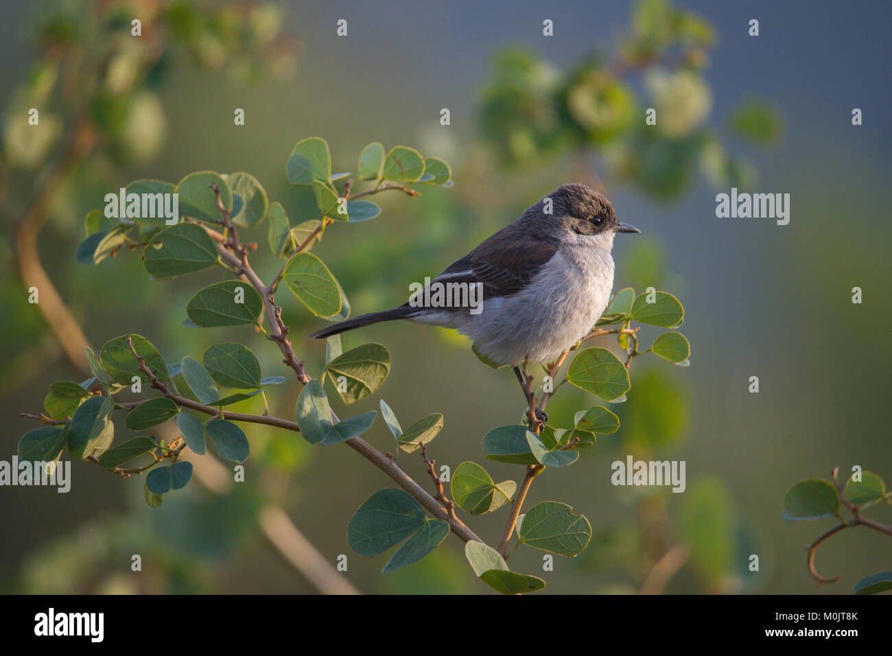 Southern Fiscal Shrike (Lanius collaris) sits on branch, South Africa ...