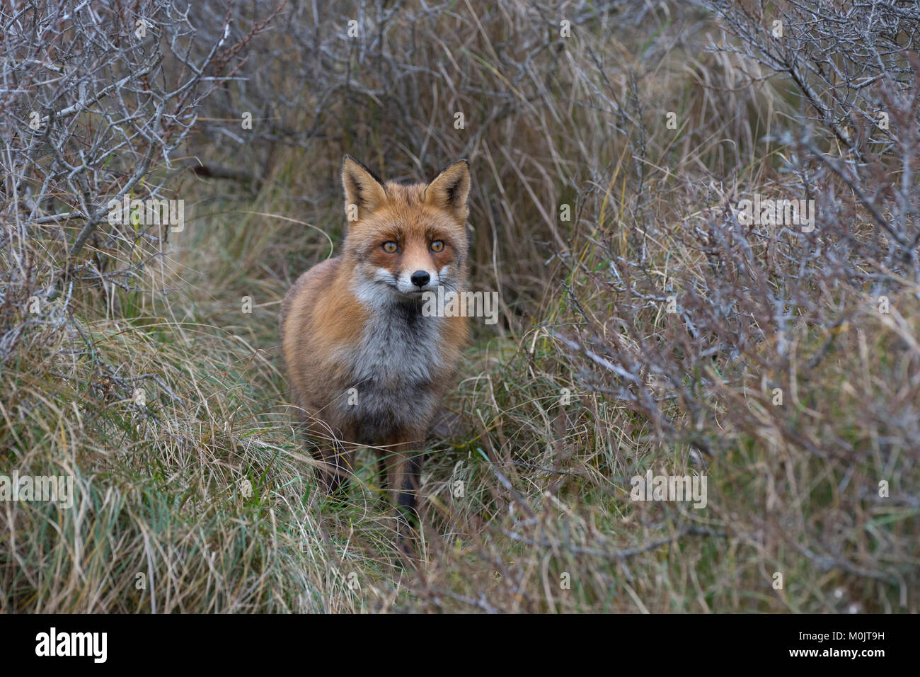 Red fox (Vulpes vulpes) in dense bushes, Alkmar, North Holland ...