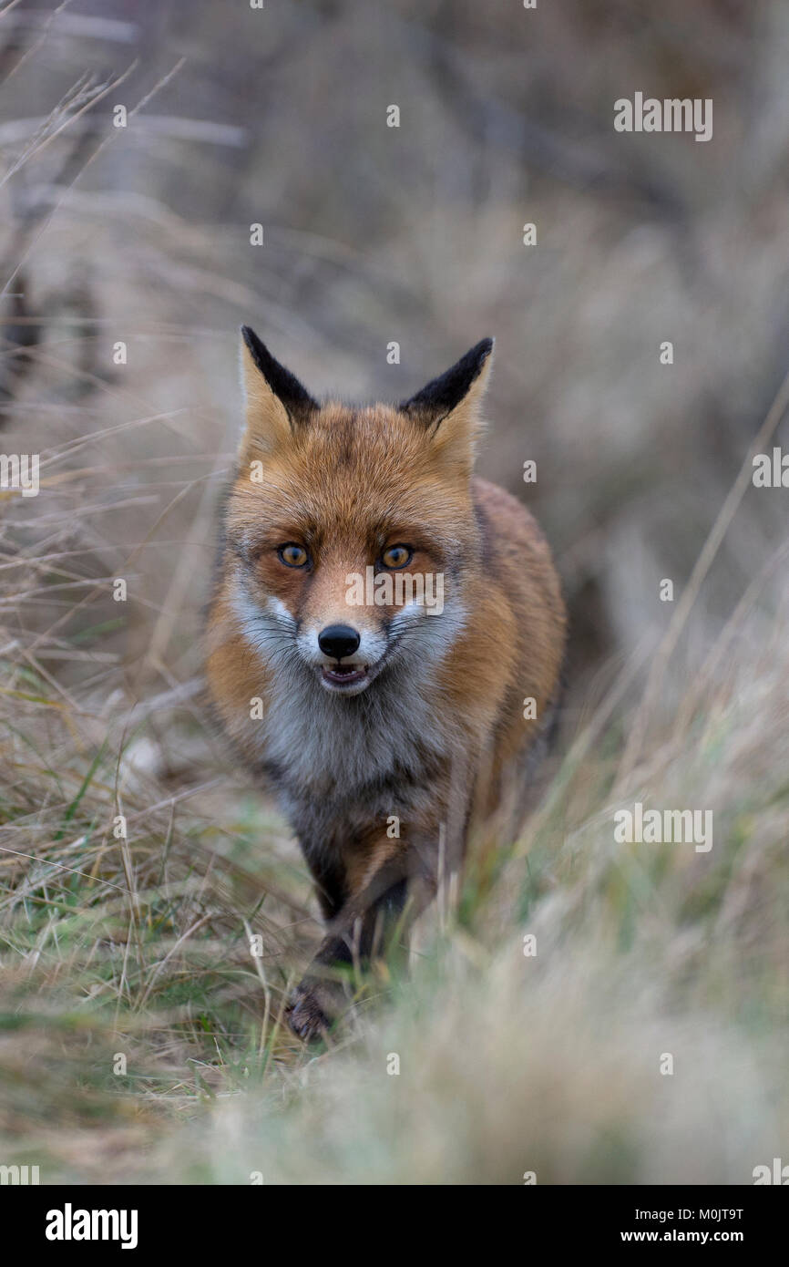 Red fox (Vulpes vulpes), Alkmar, North Holland, Netherlands Stock Photo ...