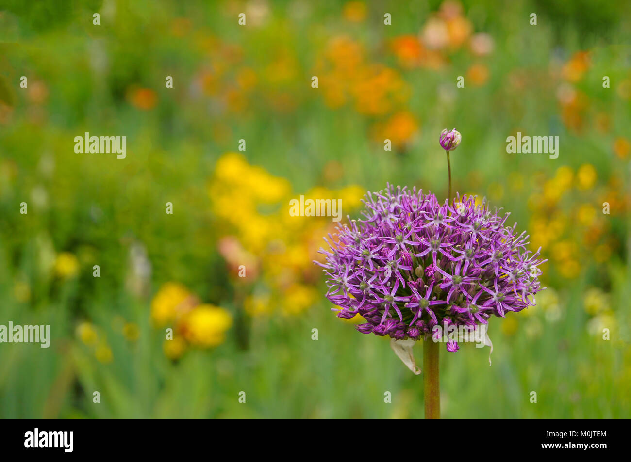 Single large purple allium flower, with a tiny allium flower growing ...