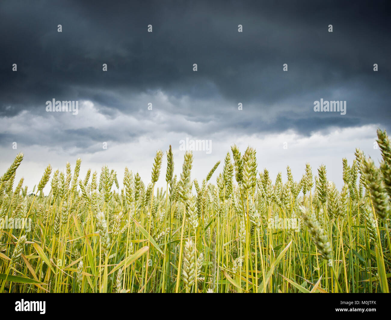 corn field in summer Stock Photo - Alamy