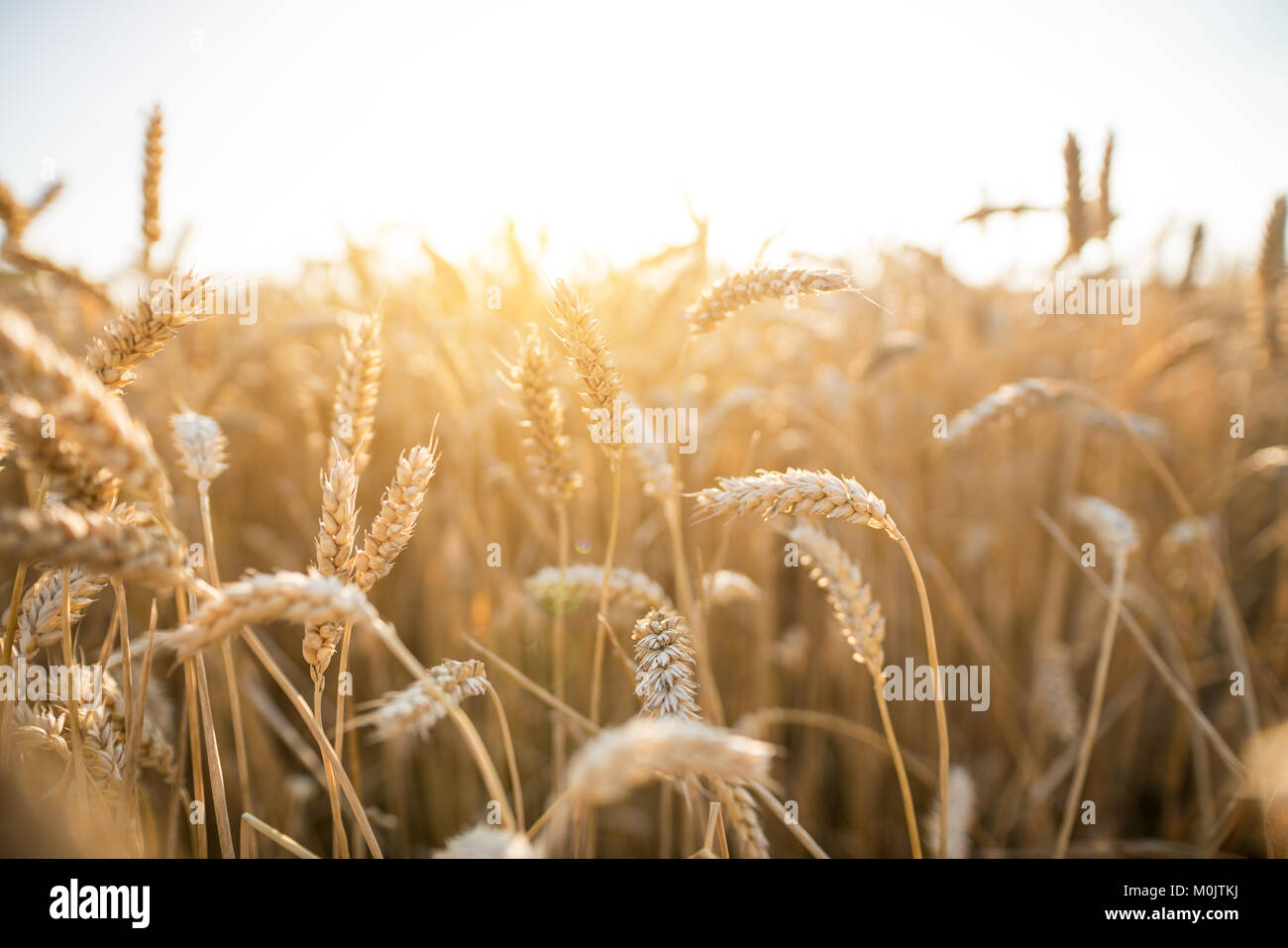 corn field in summer Stock Photo - Alamy