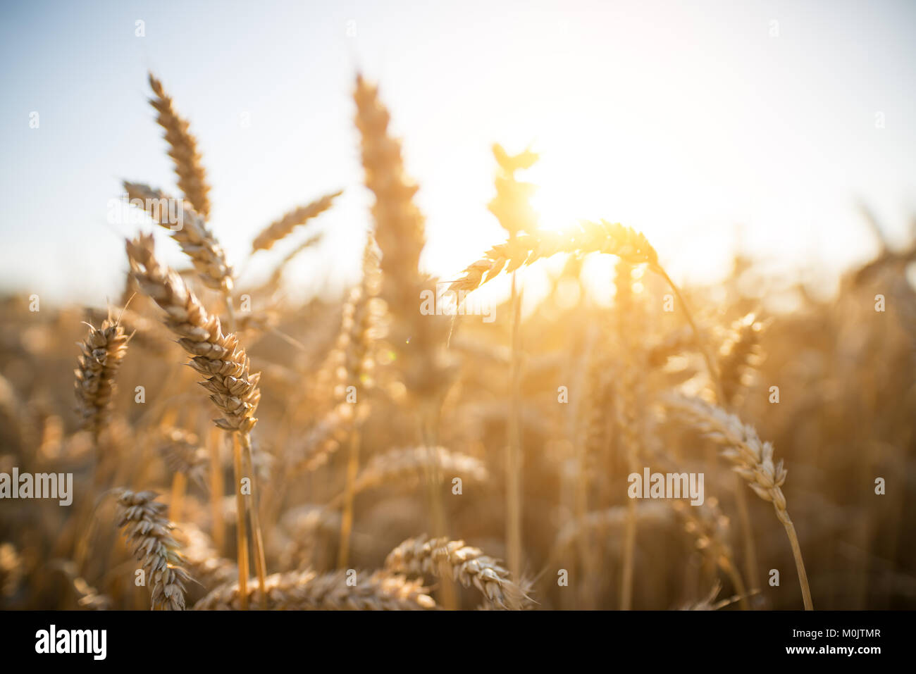corn field in summer Stock Photo - Alamy
