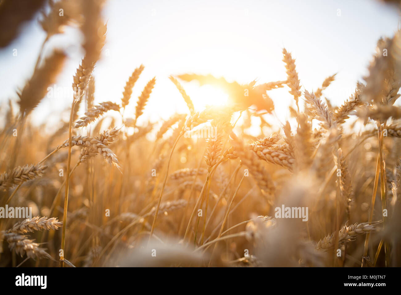 corn field in summer Stock Photo - Alamy