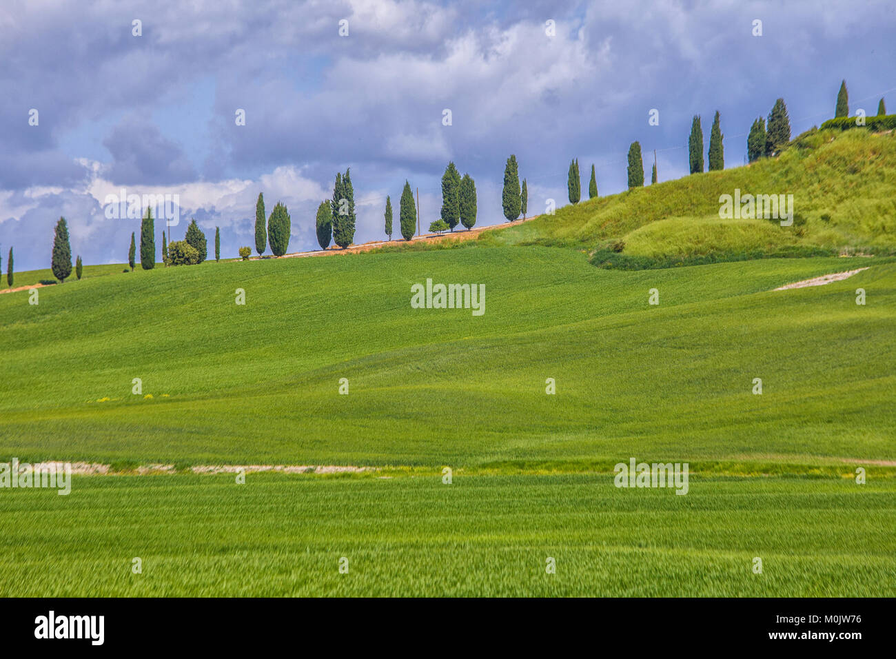 Cypress trees landscape italian countryside hi-res stock photography ...