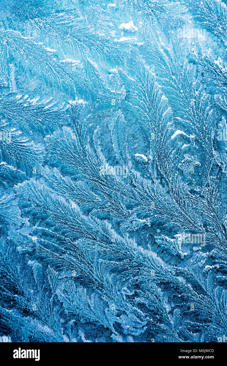 Iceflowers, frozen.The ice-cold frost forms ice crystals in beautiful ...