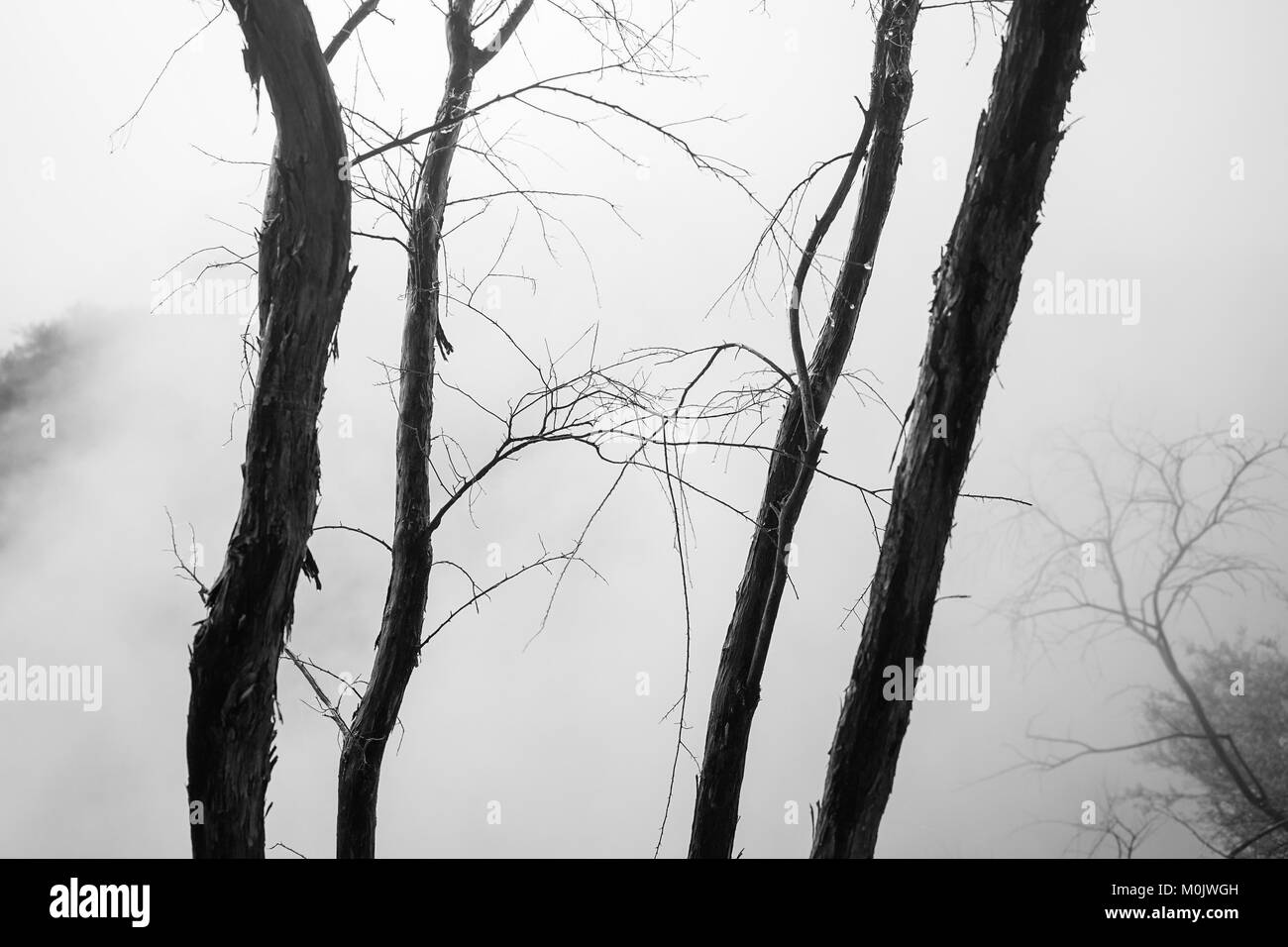 Dead tree trunk on foggy forest background. Nature background Stock ...