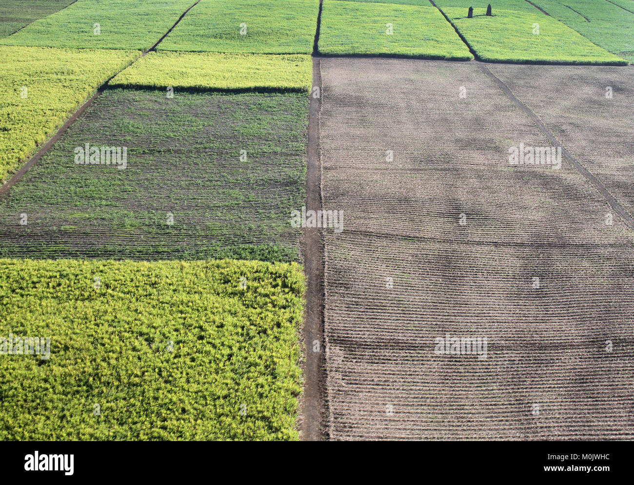 Mauritius farming hi-res stock photography and images - Alamy