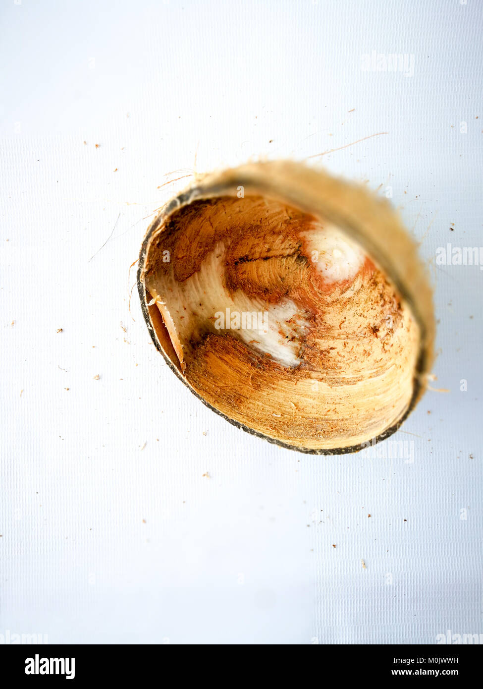 coconuts shell isolated on white background Stock Photo - Alamy