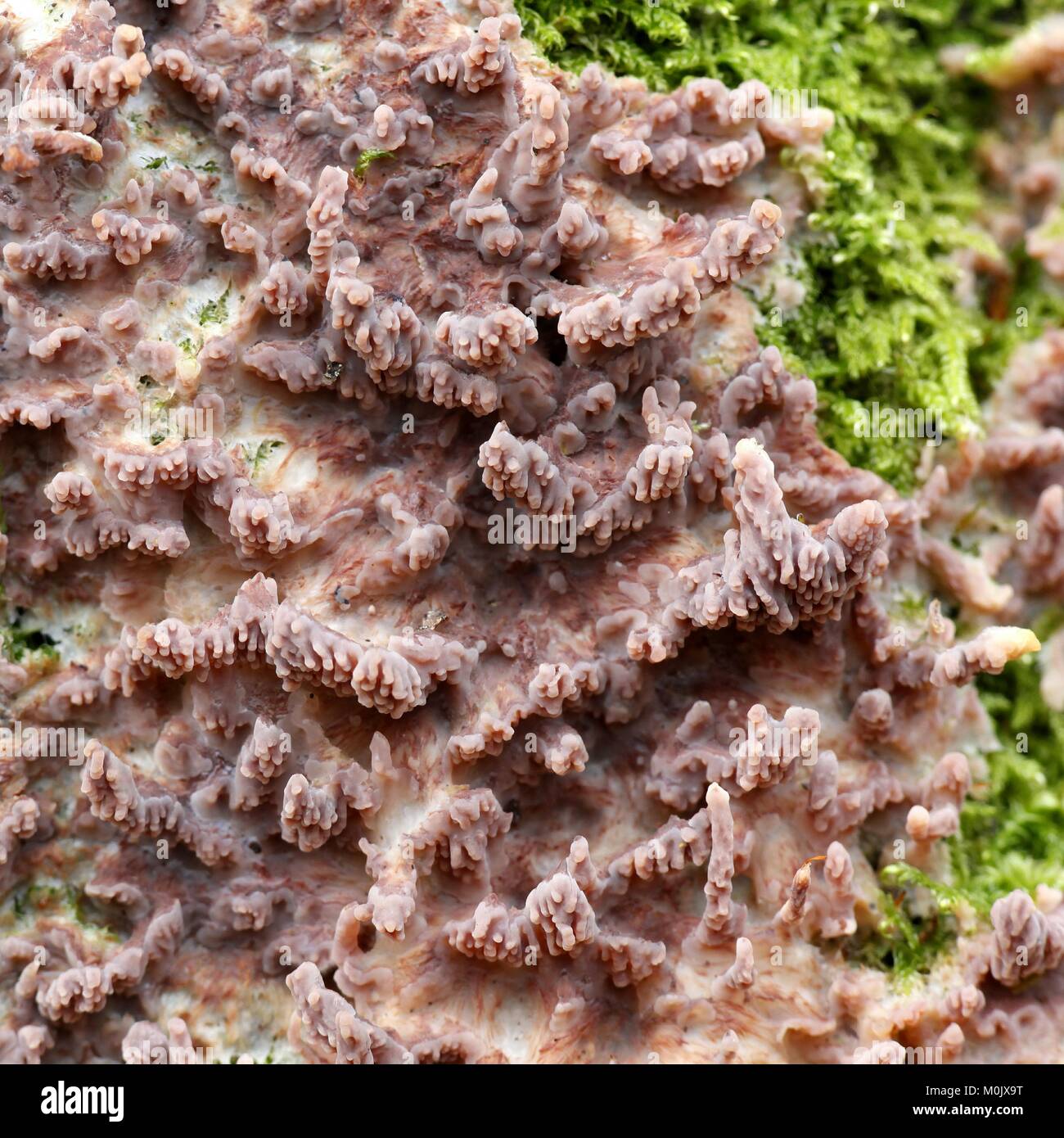 Wrinkled crust fungus, Phlebia radiata Stock Photo - Alamy