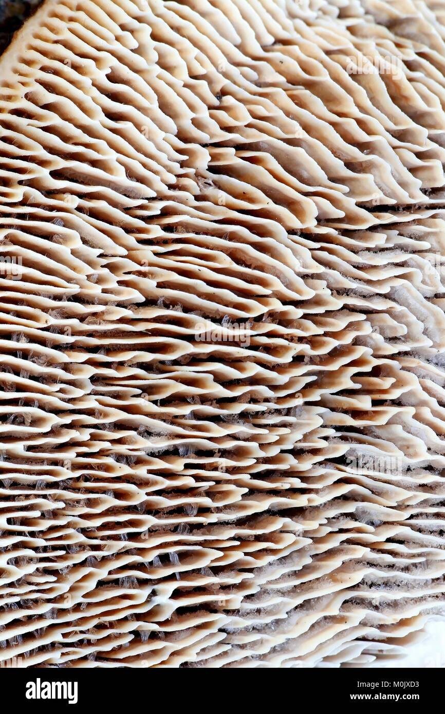 Oak mazegill fungus, Daedalea quercina Stock Photo - Alamy