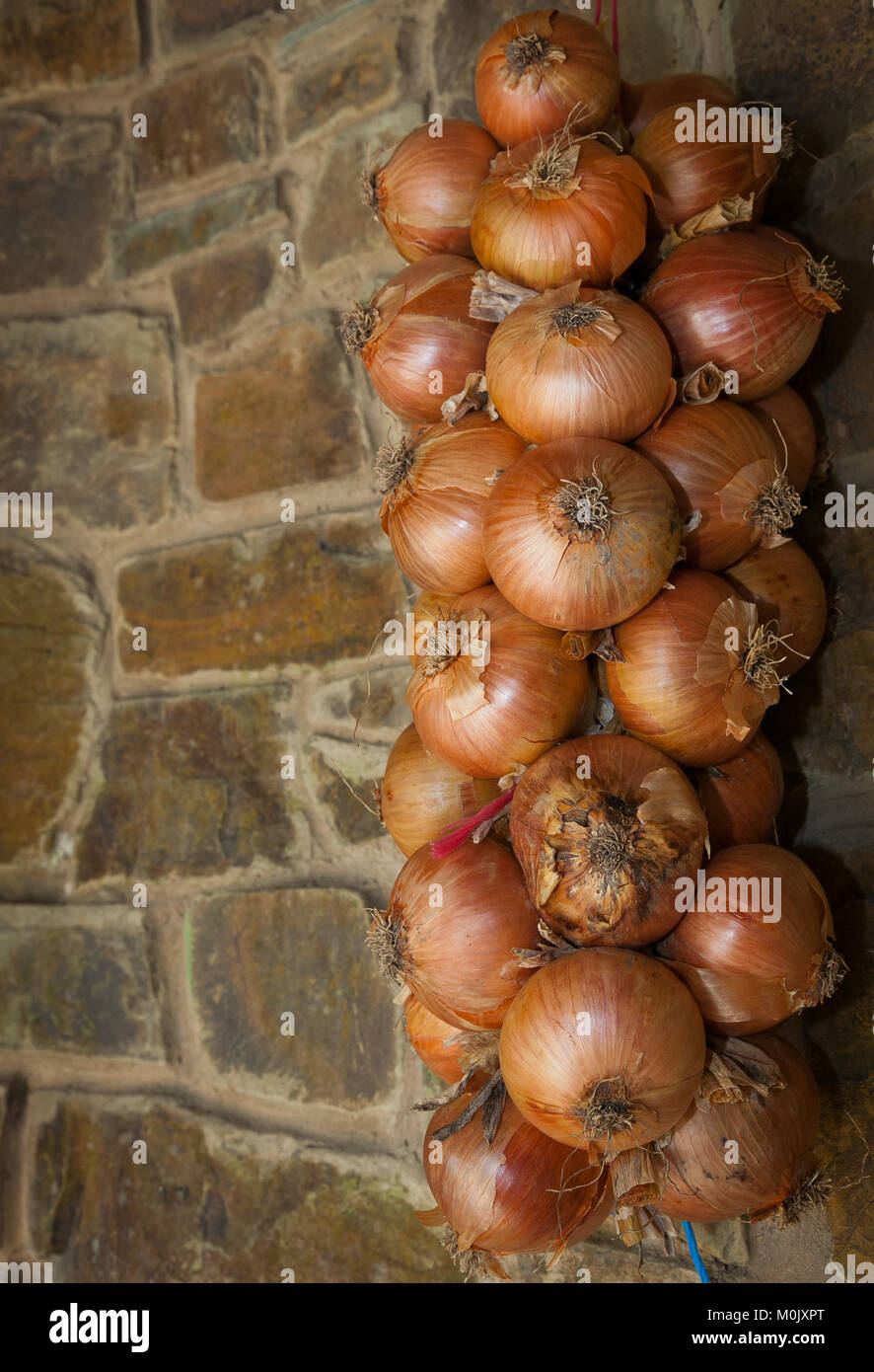Onion braid hi-res stock photography and images - Alamy