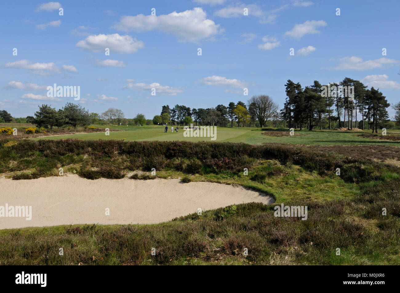 View over fairway bunker to the 13th Green on the New Course, Walton ...