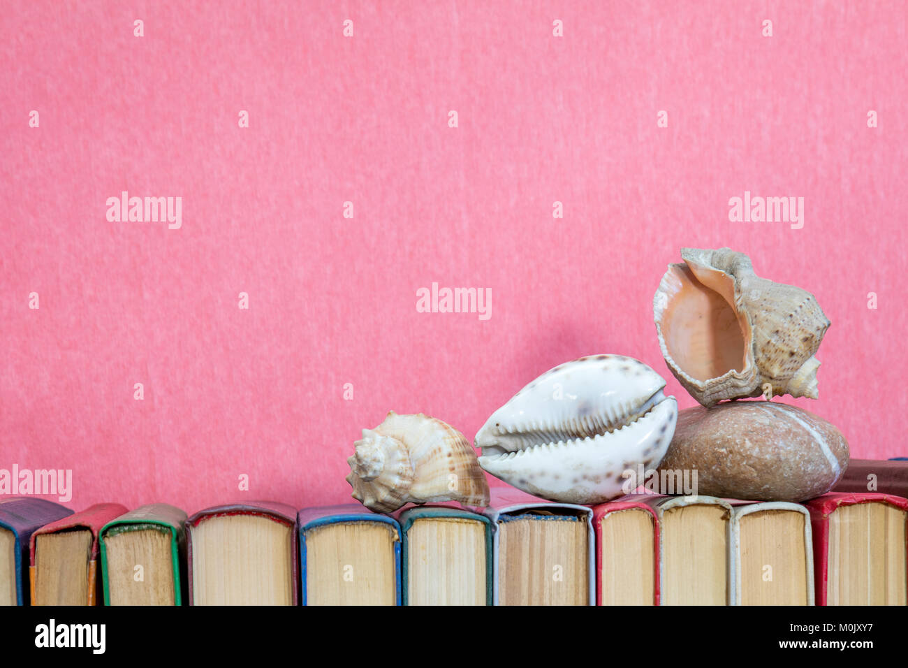 Sea shells on multicolored books at pink background. Education concept ...