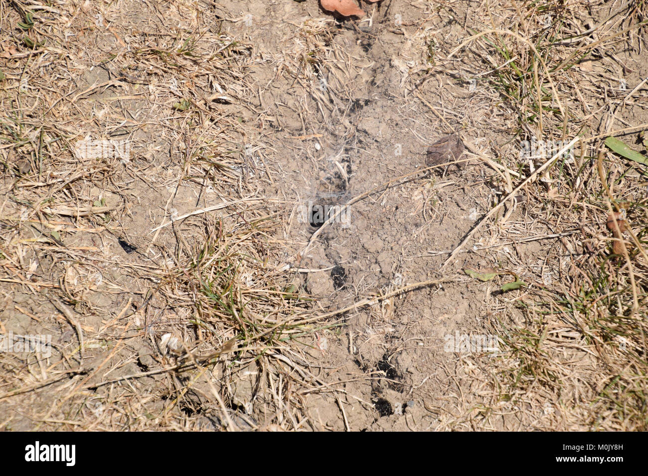 Spiders profile hi-res stock photography and images - Alamy