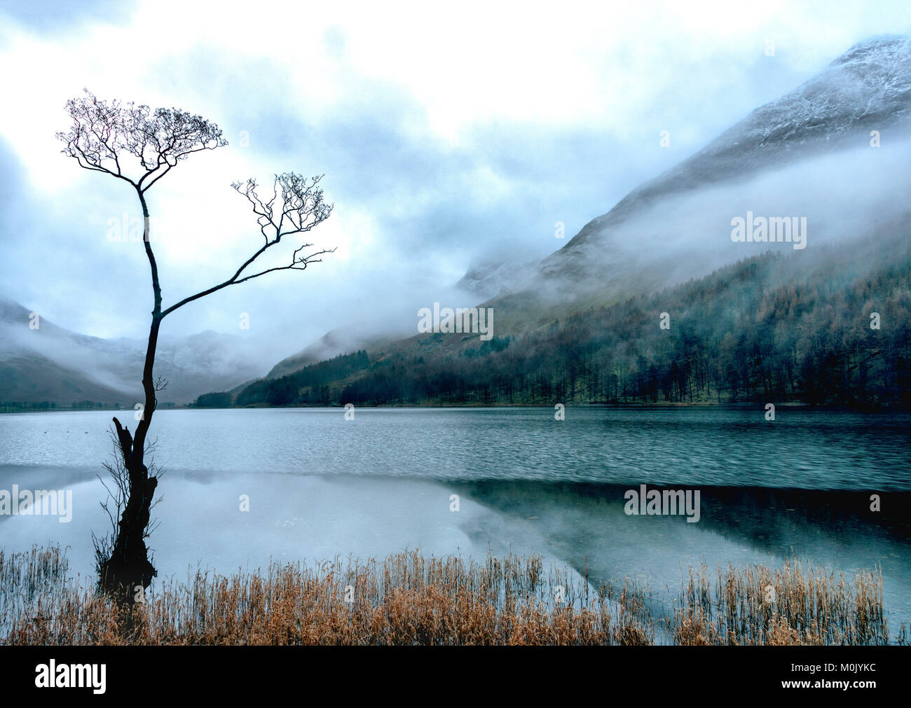 Lone Tree Buttermere Lake District High Resolution Stock Photography ...