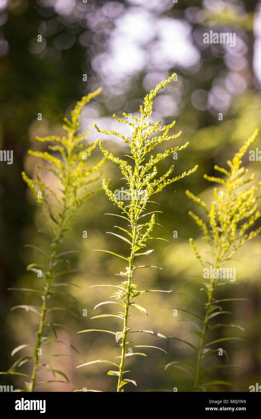 Light goldenrod yellow hi-res stock photography and images - Alamy