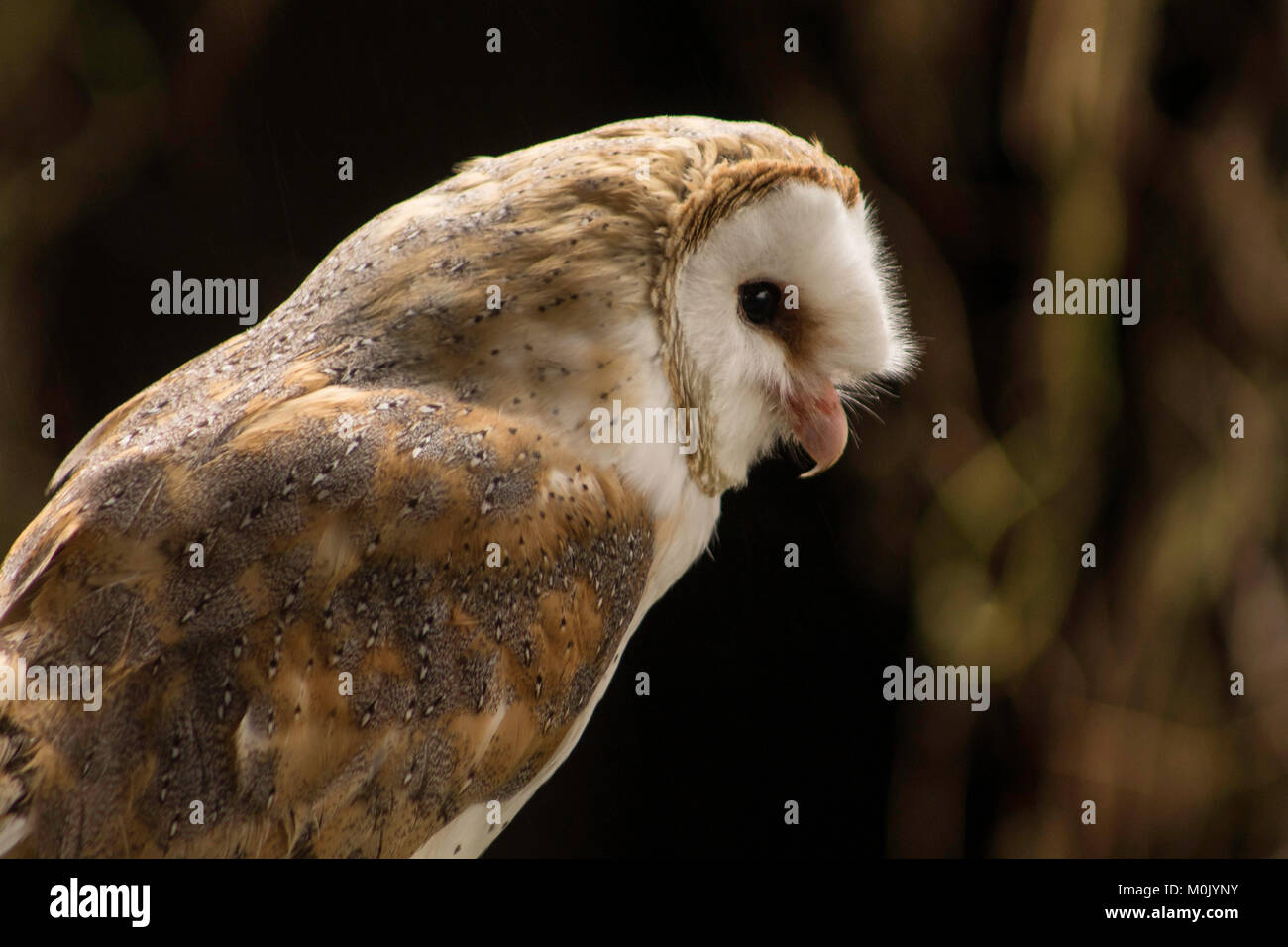 White barn owl moon hi-res stock photography and images - Alamy