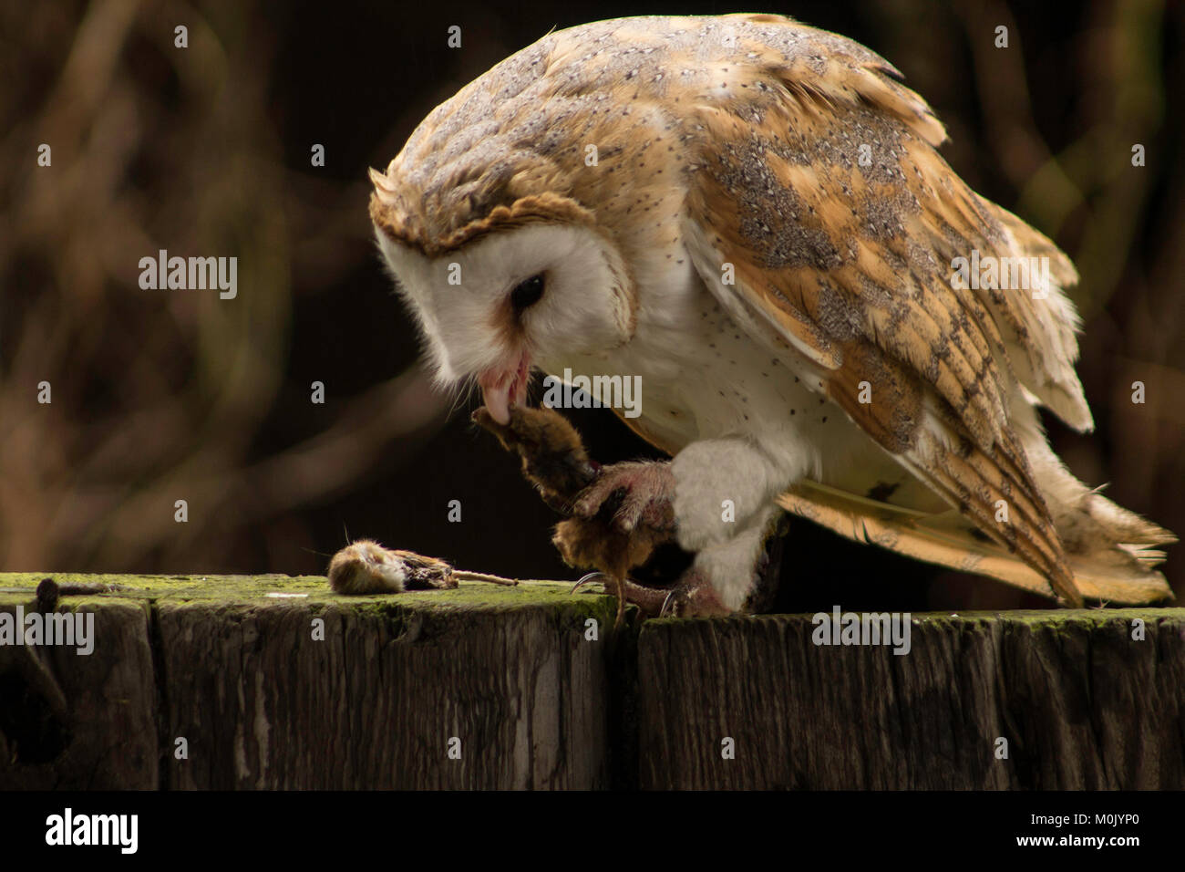 Claws Bird Close Up Stock Photos & Claws Bird Close Up Stock Images - Alamy