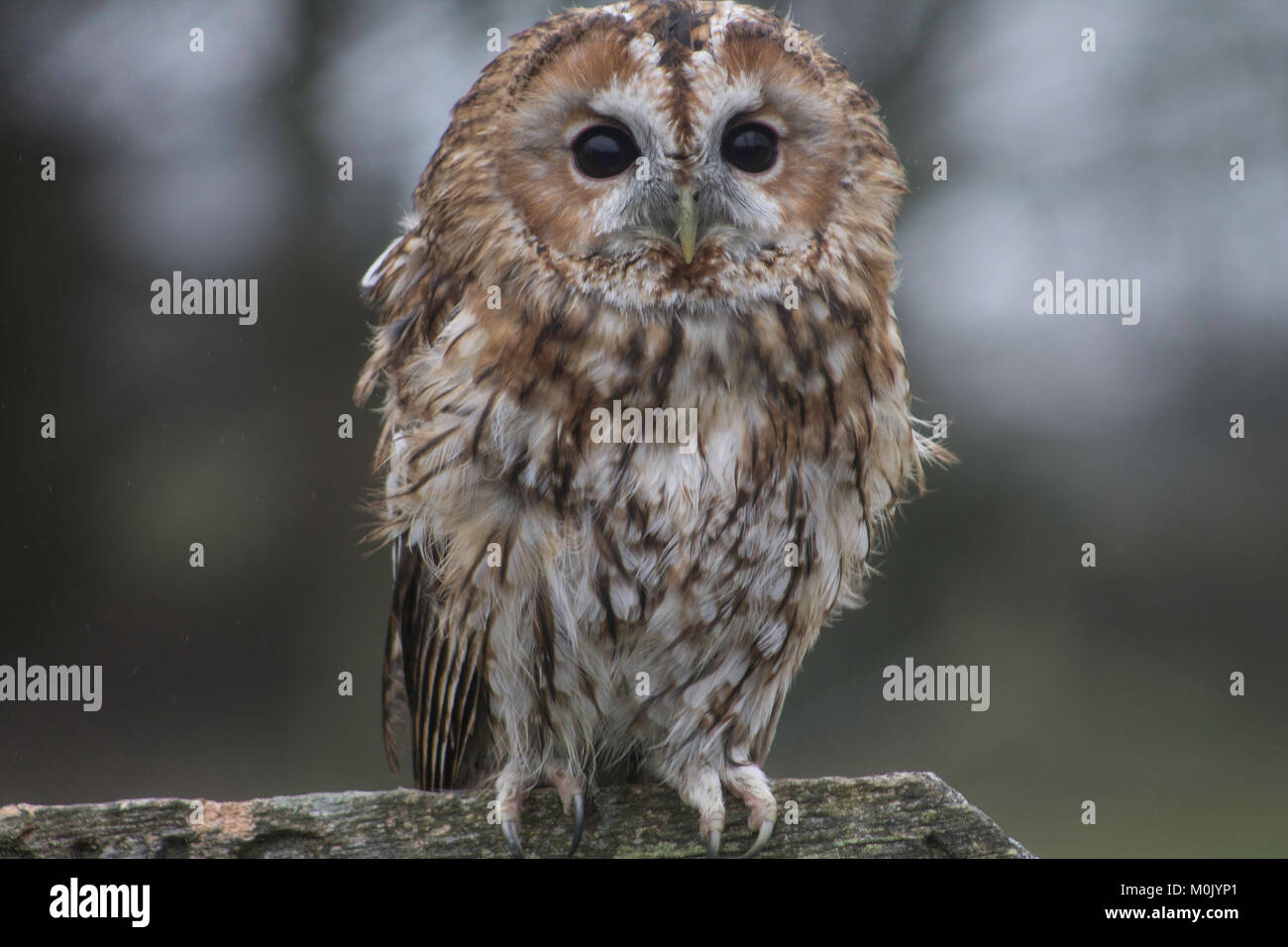 Tawny Owl - Birds of Prey - Owls Stock Photo - Alamy