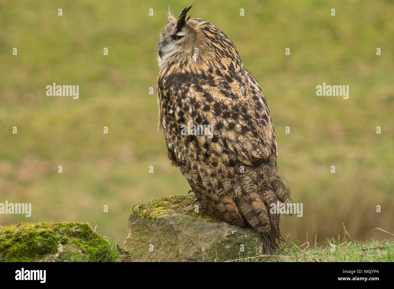 Eagle Owl - Birds of Prey - Owls Stock Photo - Alamy