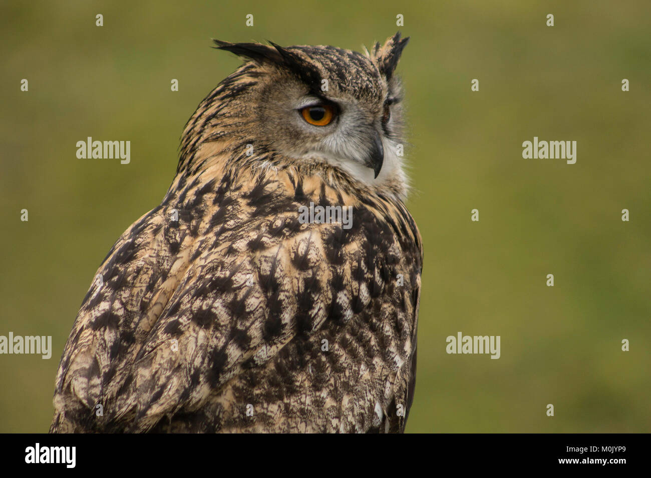 Owl Catching Prey Night Stock Photos & Owl Catching Prey Night Stock ...