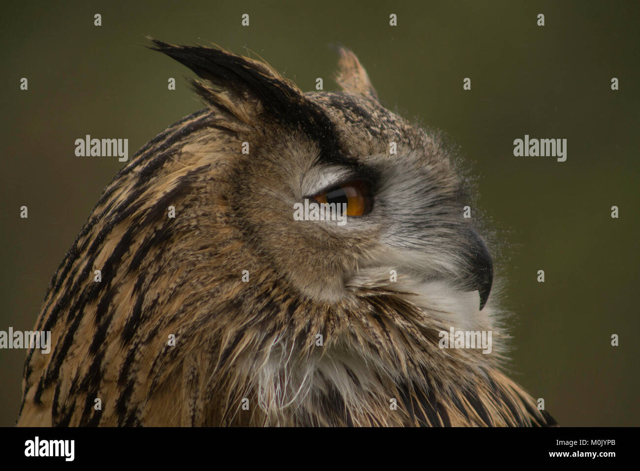 Eagle Owl - Birds of Prey - Owls Stock Photo - Alamy