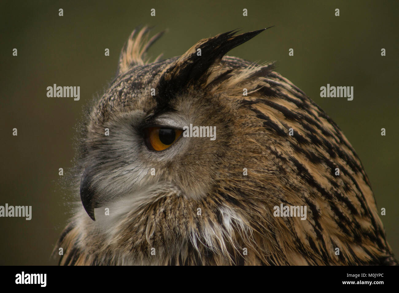 Large bird of prey dark brown hi-res stock photography and images - Alamy