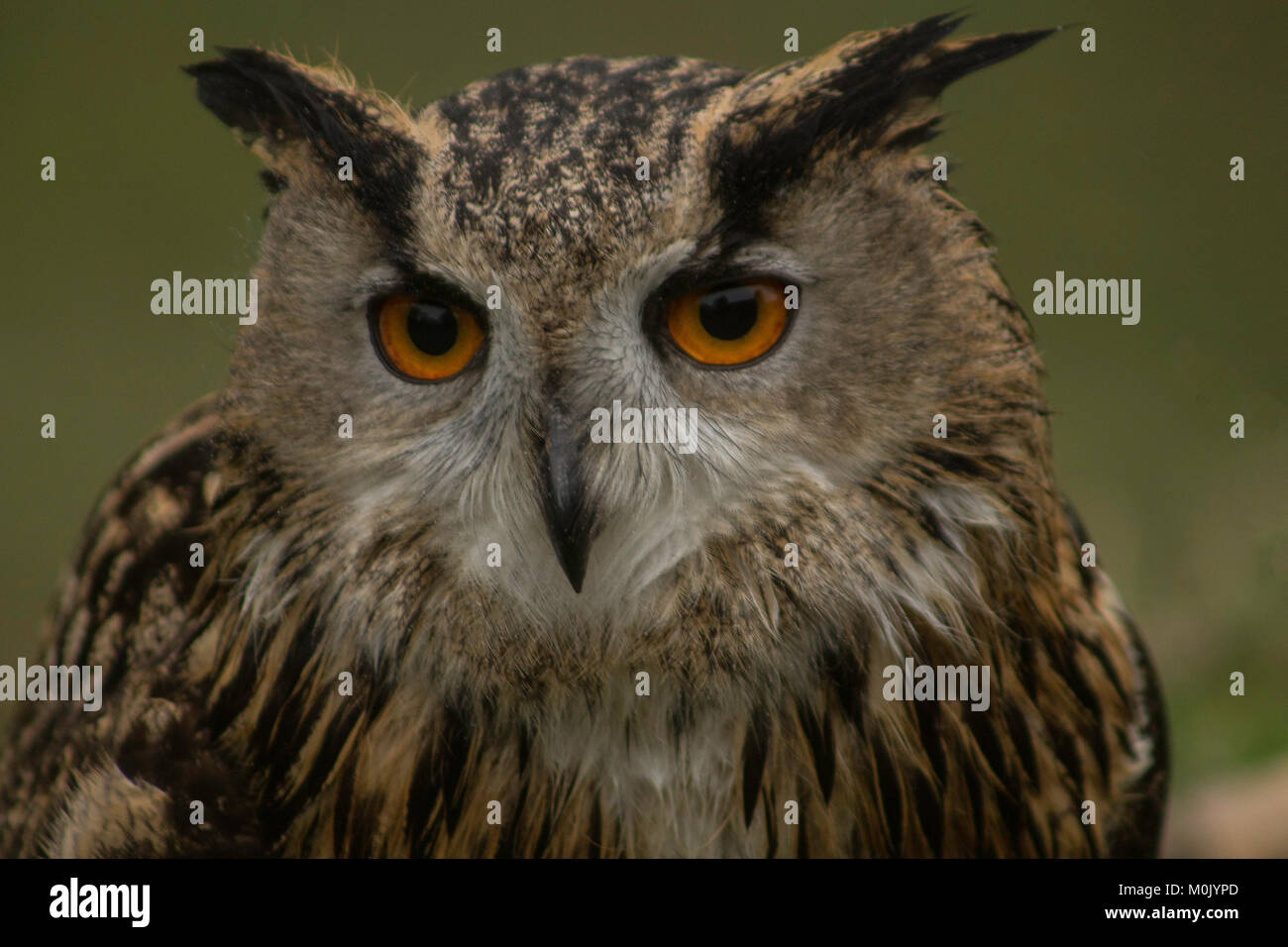Eagle Owl - Birds of Prey - Owls Stock Photo - Alamy