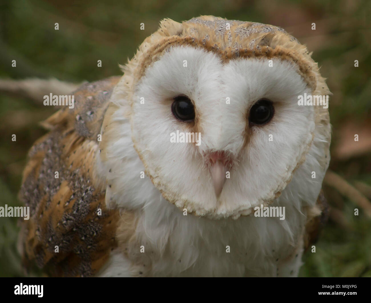 Owl catching prey night hi-res stock photography and images - Alamy