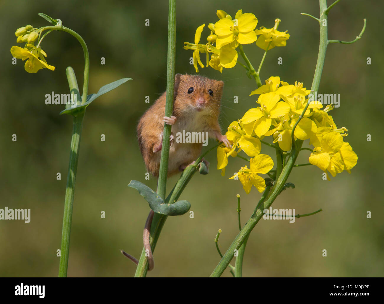 Harvest Mouse hanging onto the stem of Wild Flowers Stock Photo - Alamy