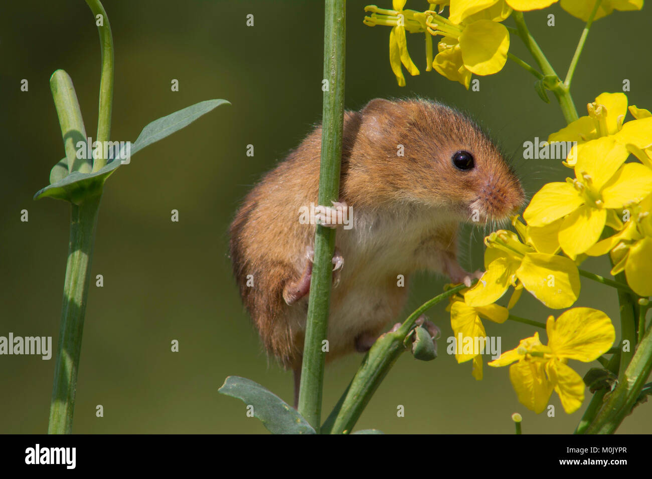 Harest Mouse and the yellow Wild Flowers Stock Photo - Alamy