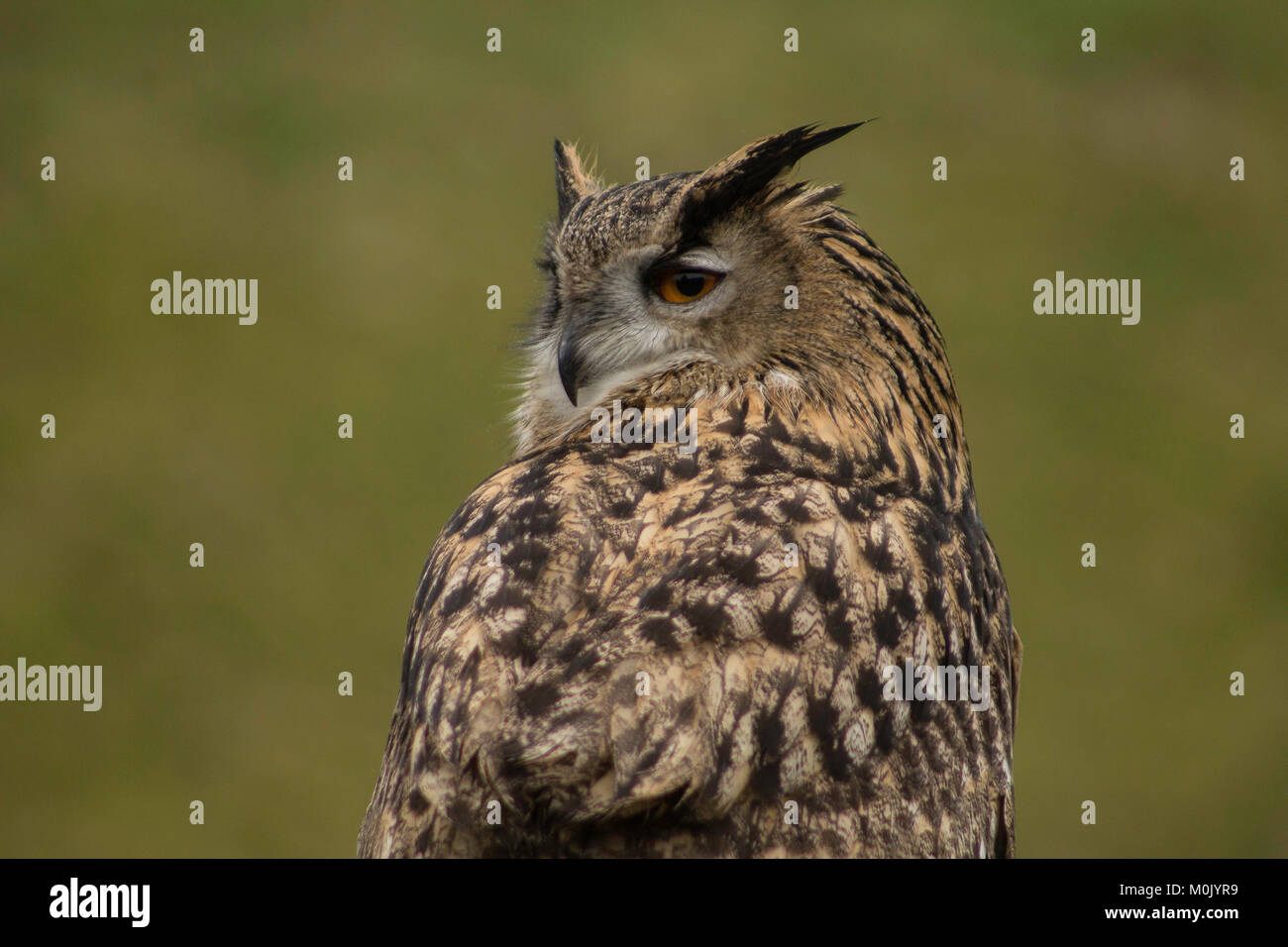Eagle Owl - Birds of Prey - Owls Stock Photo - Alamy