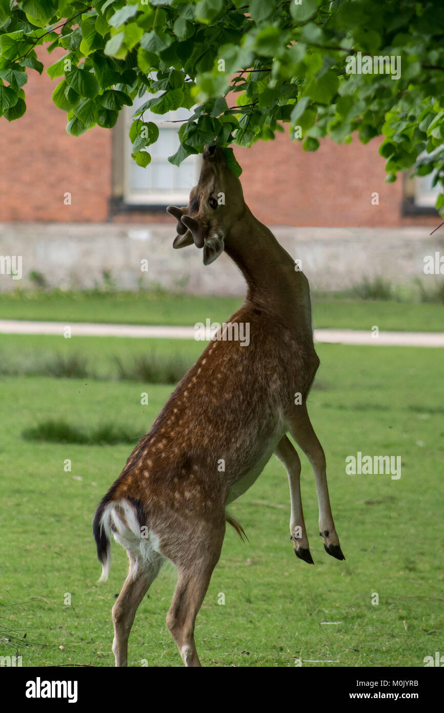 Hornless deer hi-res stock photography and images - Alamy