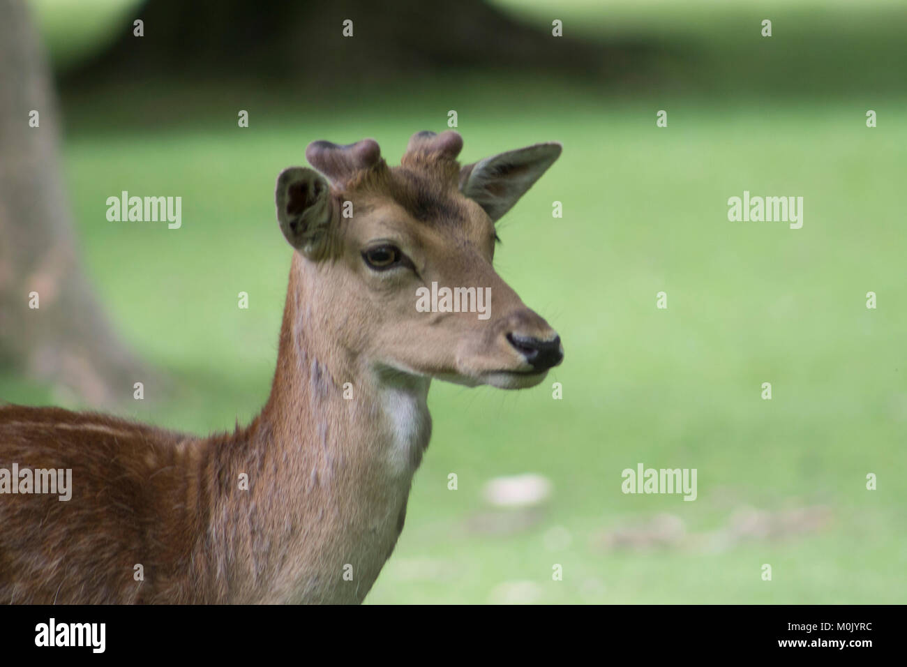 Deer fawn head ears hi-res stock photography and images - Alamy